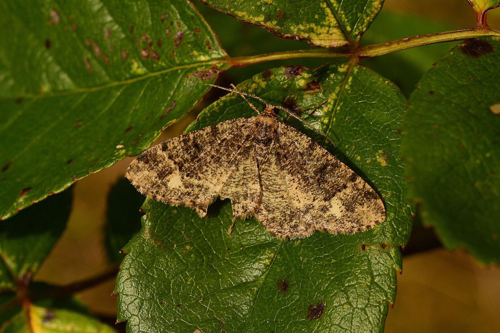 Birchanger Wood Moth Survey: the Results – Birchanger Wood