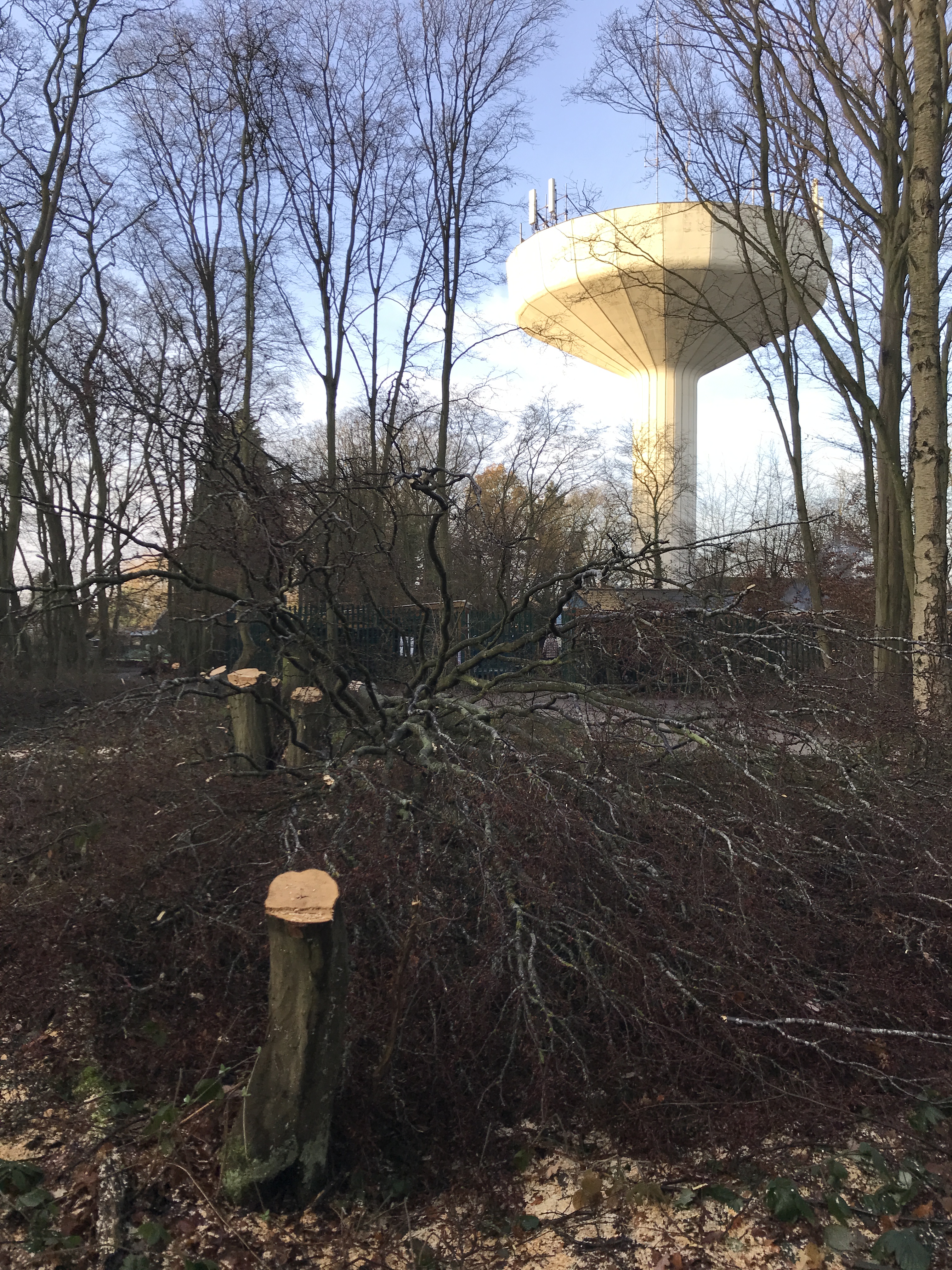 Our new coppicing plan – Birchanger Wood